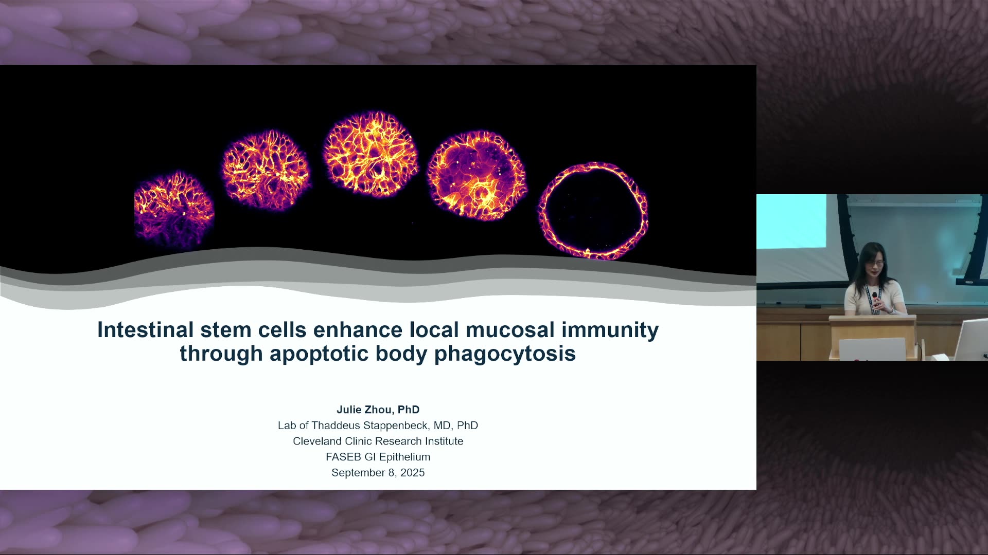 Intestine stem cells enhance mucosal immunity through apoptotic body ...